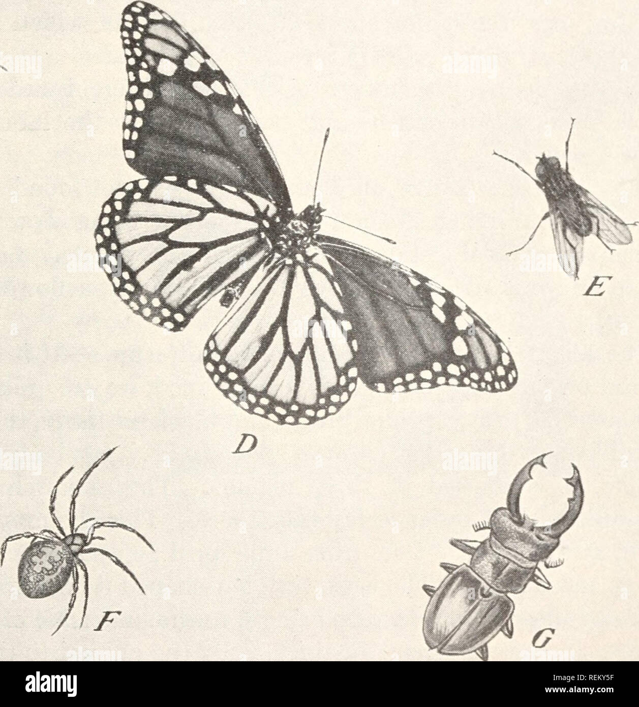 Red legged locust hi-res stock photography and images - Alamy