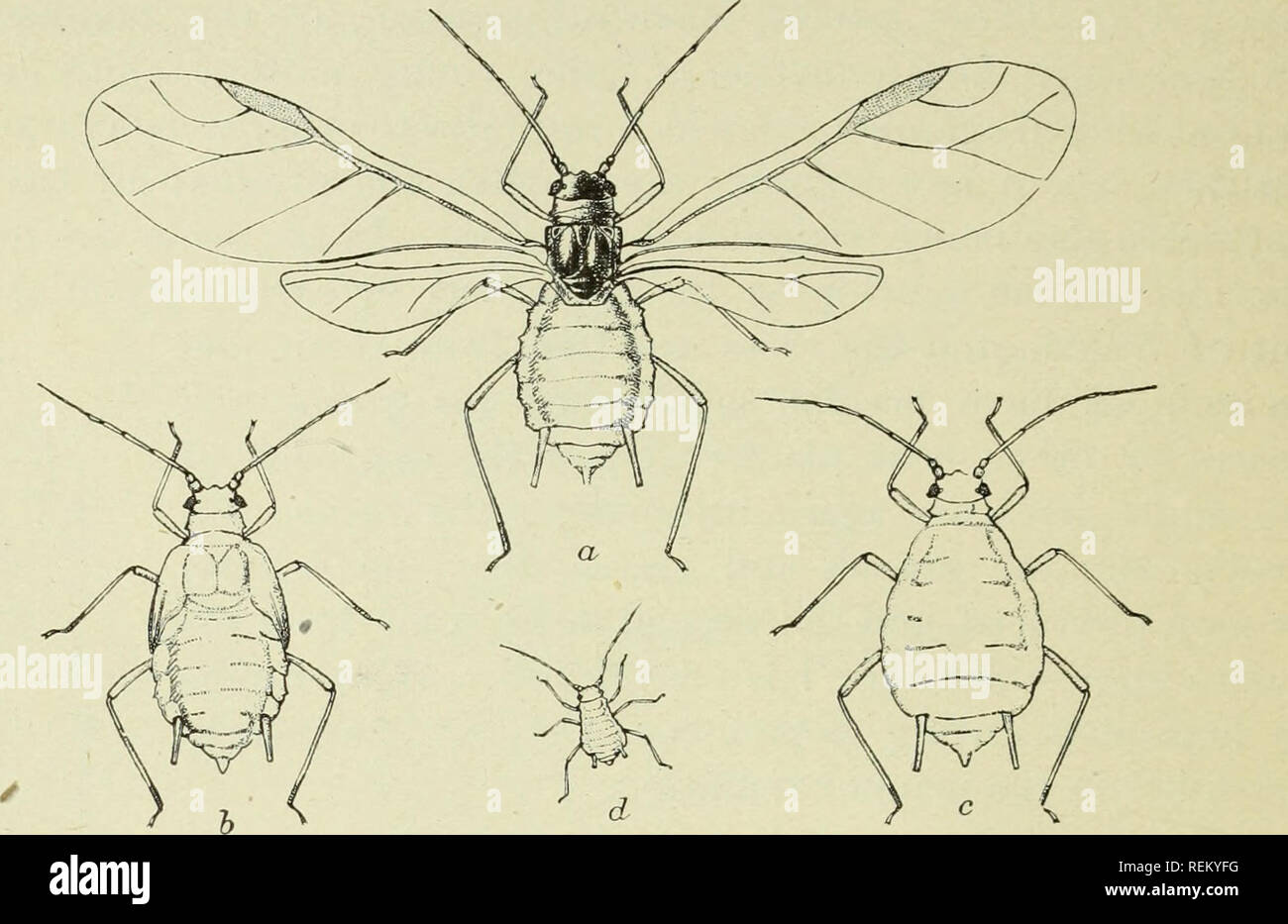 . Circular. Insects. 6 in the fall, oviposition beginning somewhat ...