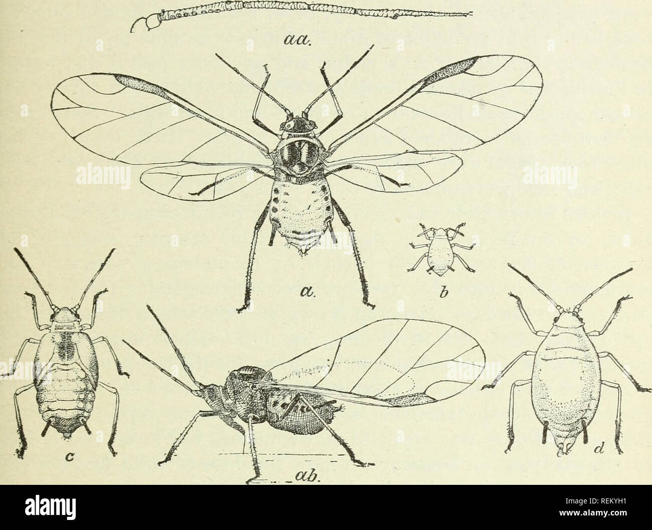 . Circular. Insects. 3 from 1.2 to 1.8mm, while the wings expand from 4 ...