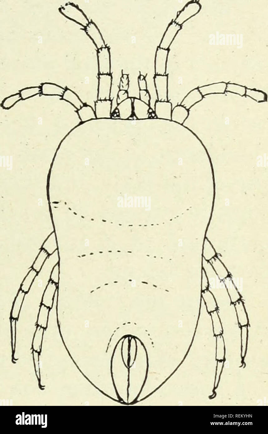 . Circular. Insects. 3 ing more severe annoyance than adults, and young ...