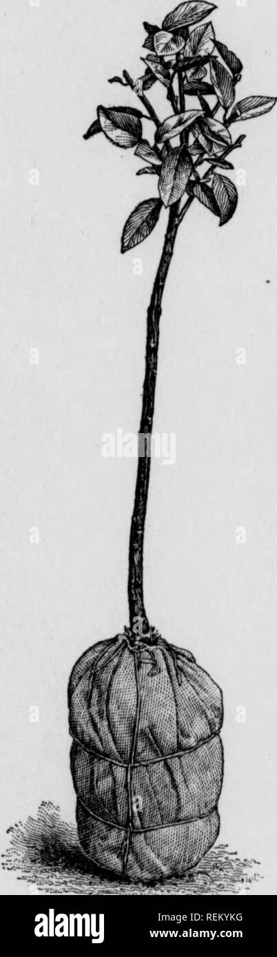 Root balled trees Black and White Stock Photos & Images - Alamy