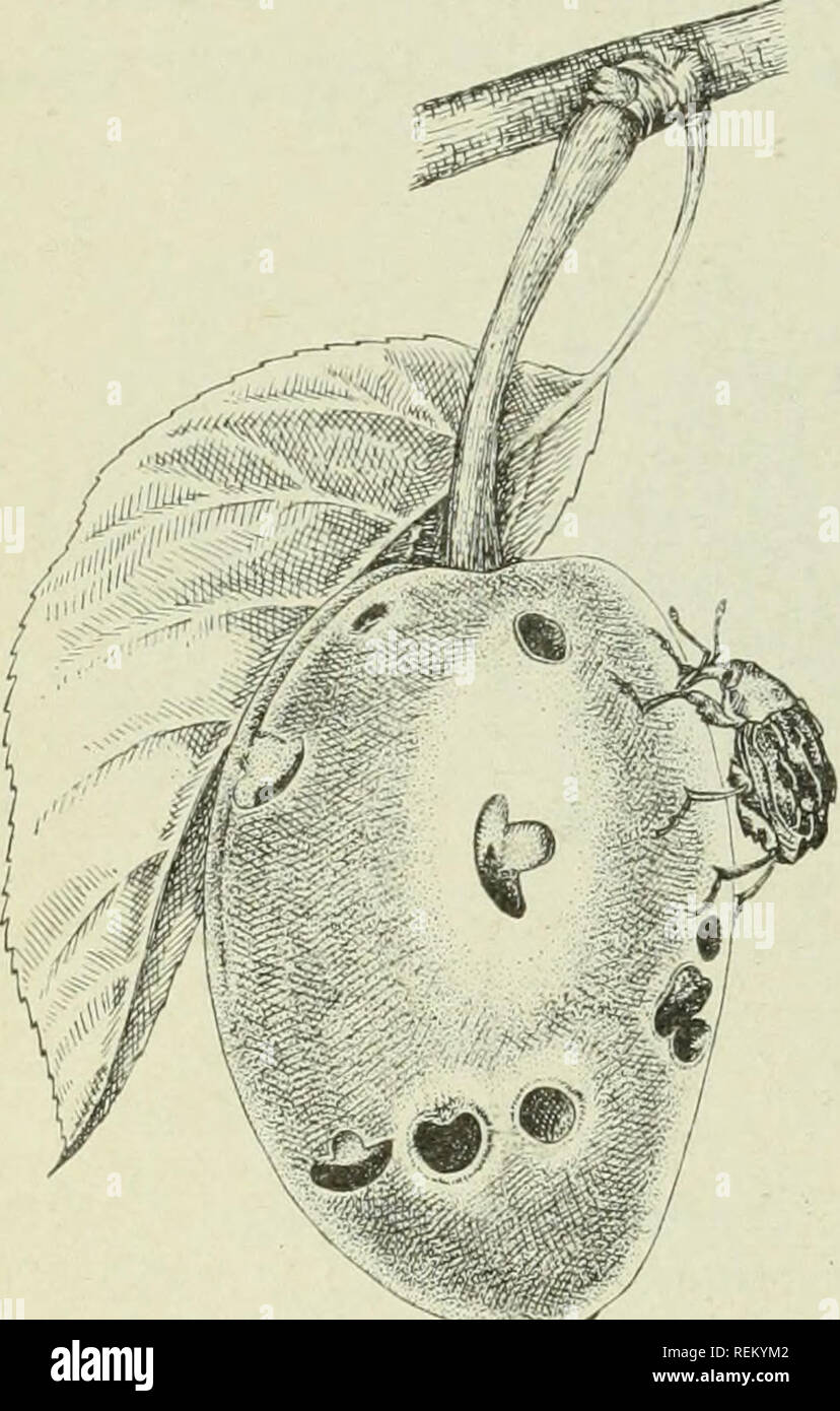 Florida beetles hi-res stock photography and images - Alamy