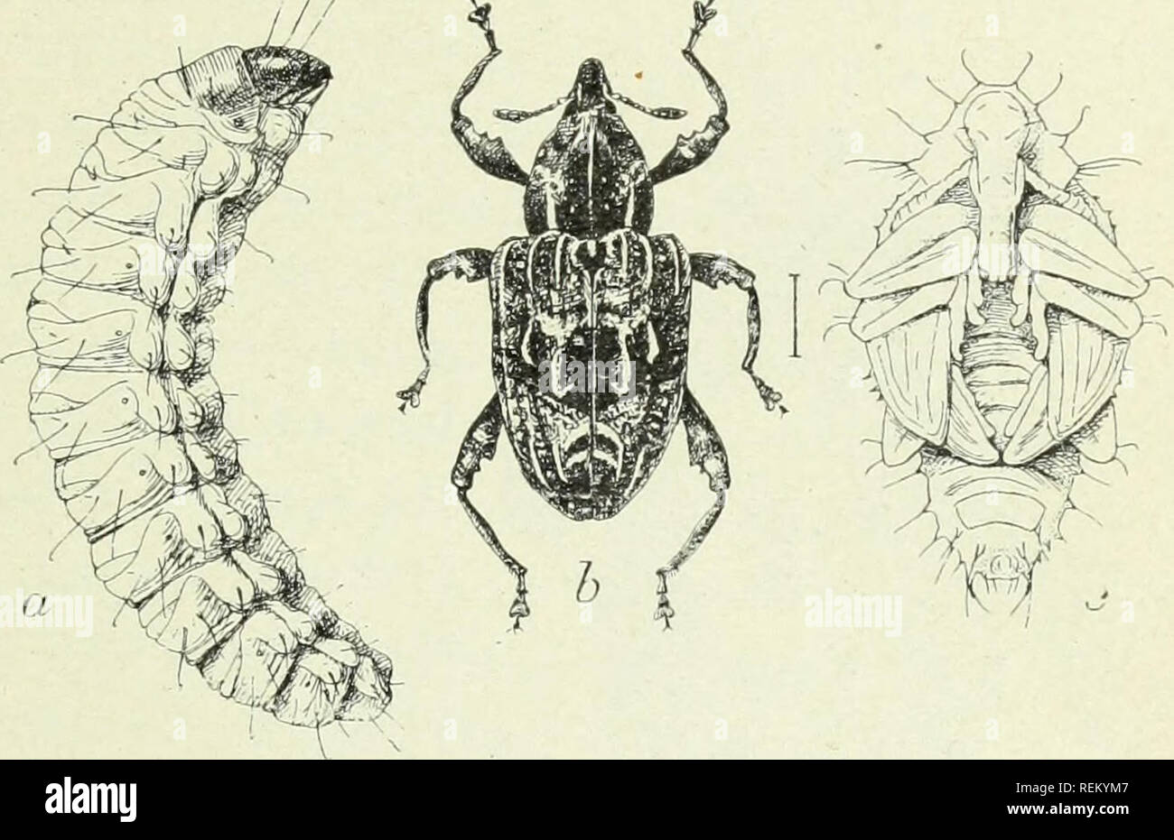 . Circular. Insects. OF THE OWVETCITY Of M Circular No. 73. United ...
