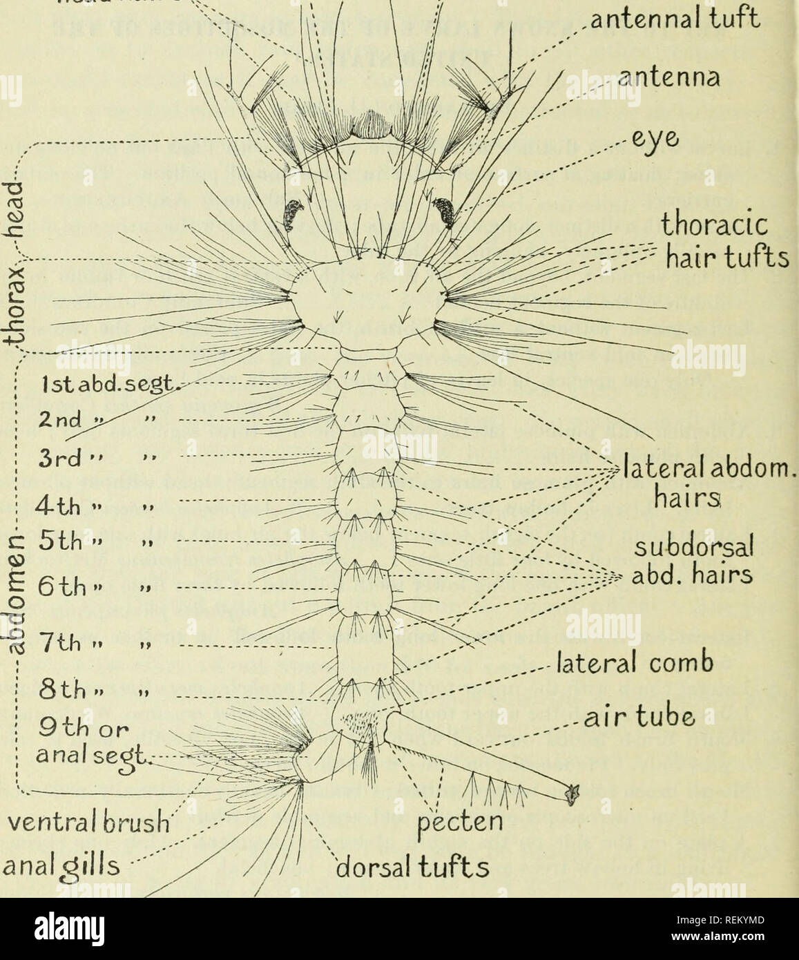 Mosquito Larvae Diagram