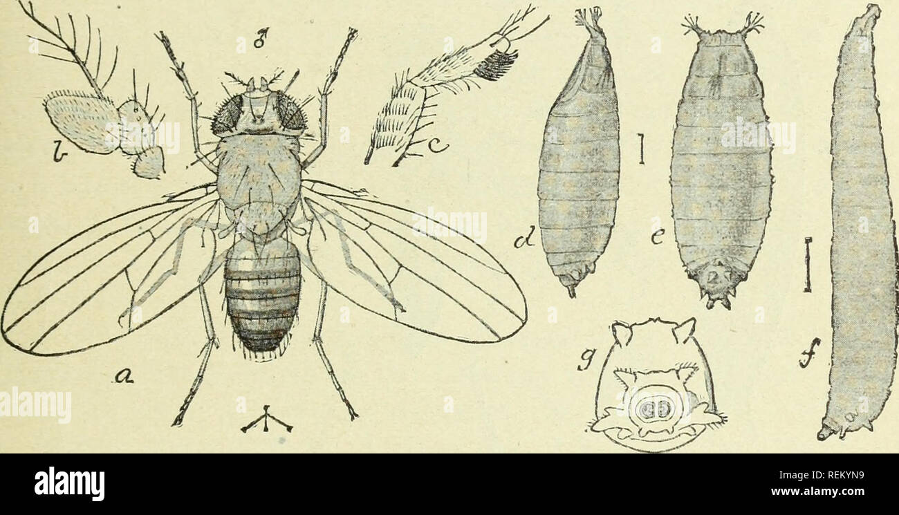 Stages of house fly hi-res stock photography and images - Alamy