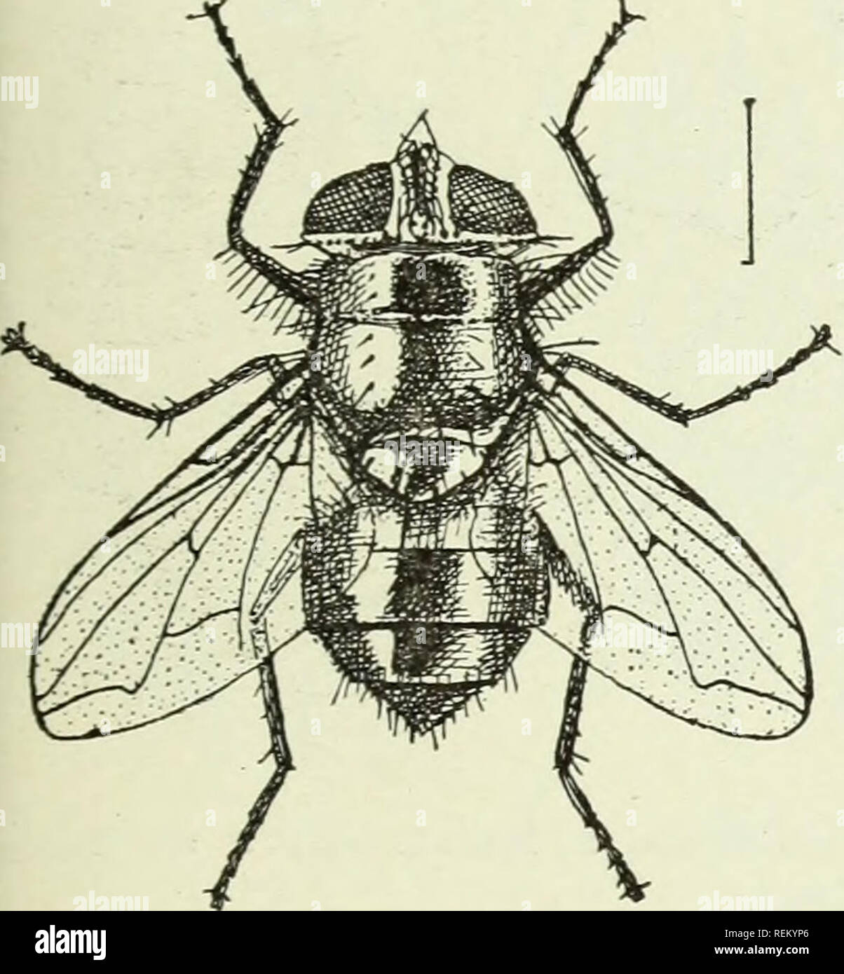 Sepsis fly hi-res stock photography and images - Alamy