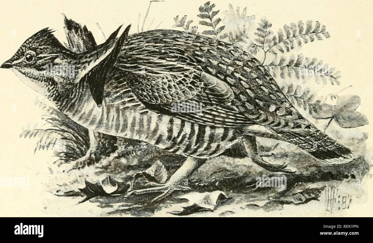 . Citizen bird: scenes from bird-life in plain English for beginners ...