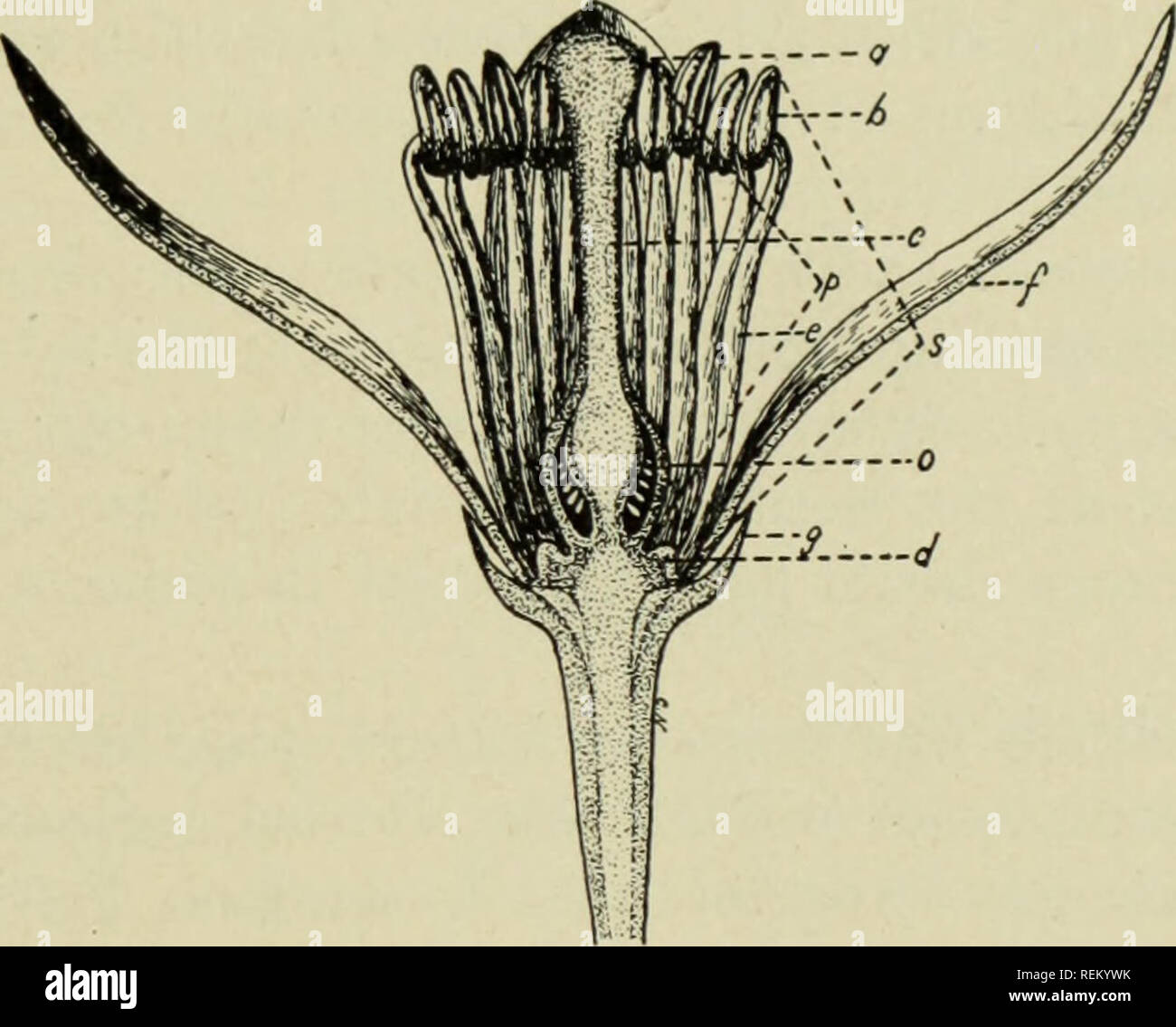 Citrus embryo fruit hi-res stock photography and images - Alamy
