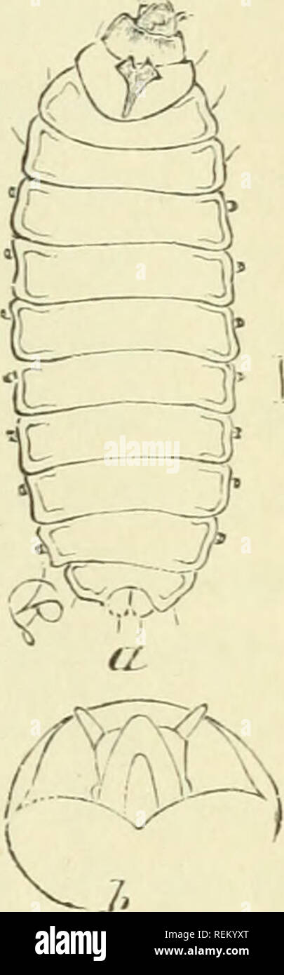 . Circular. Insects. 5 drops to the ground, into which it usually ...