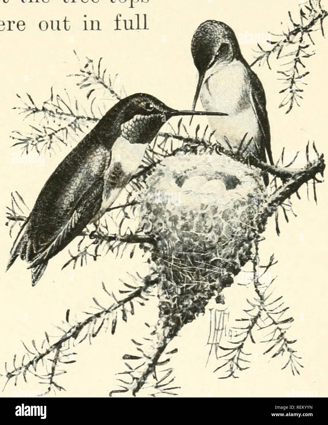 . Citizen bird: scenes from bird-life in plain English for beginners ...