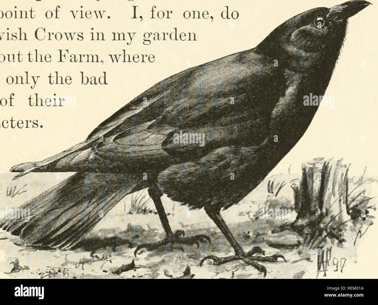 Grape of doves hi-res stock photography and images - Alamy