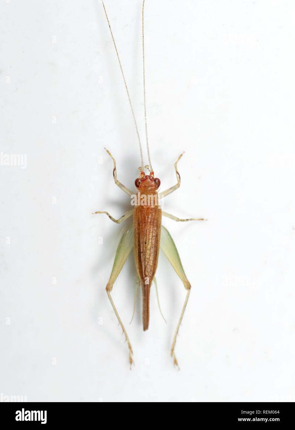 Macro Photography of Cricket Isolated on White Wall Stock Photo - Alamy