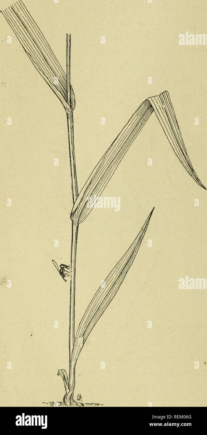 . Circular. Insects. 2 DESCRIPTION OF THE PEST. The fully developed ...