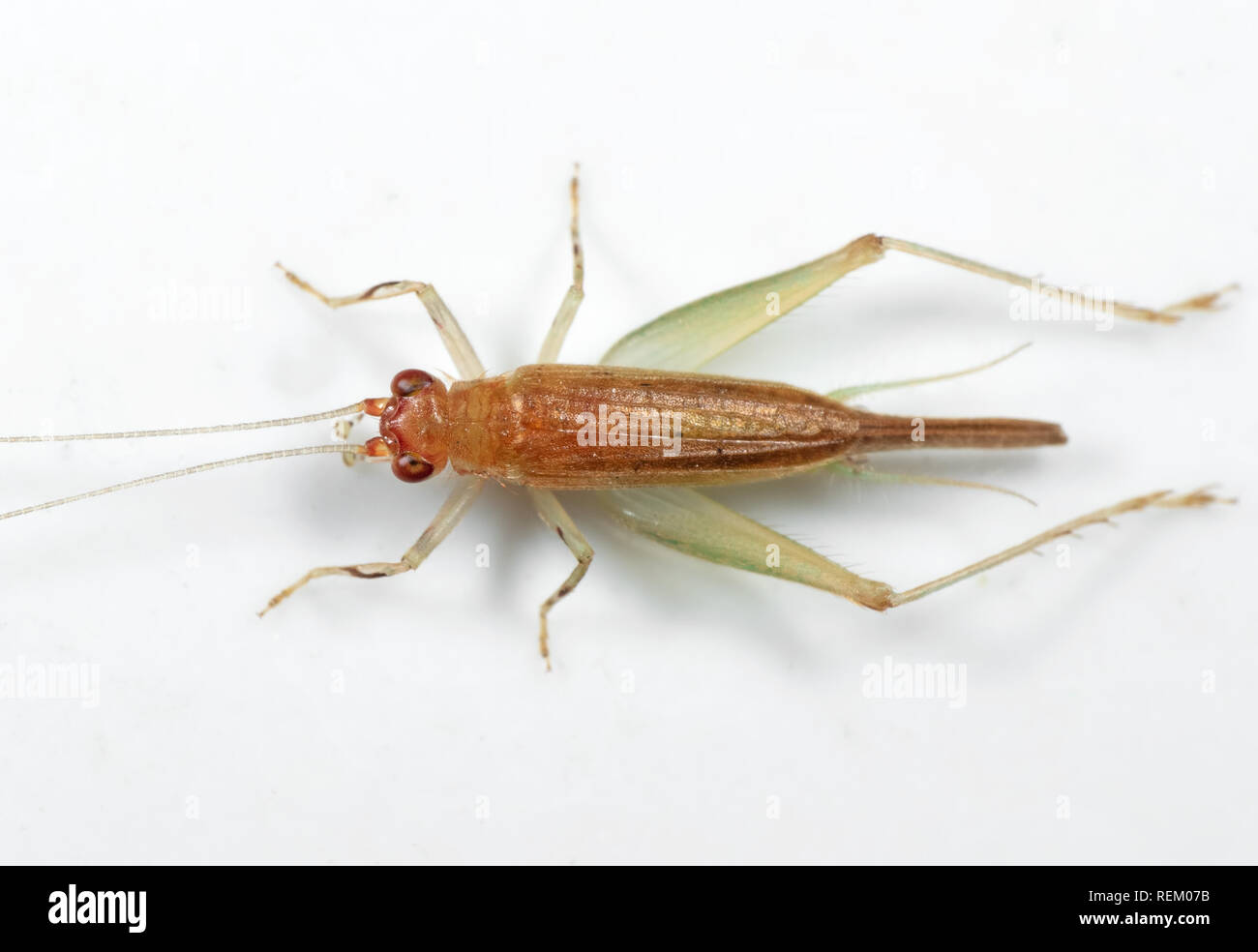 Macro Photography of Cricket Isolated on White Wall Stock Photo - Alamy