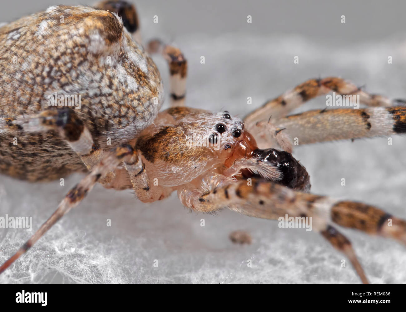 Macro Photography of Head of Spider are on the Web Isolated on Grey ...