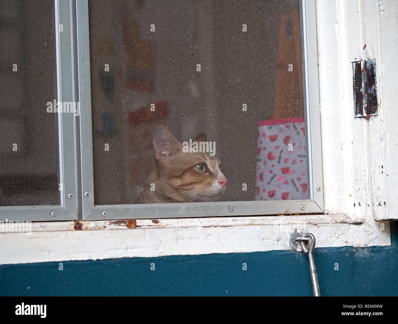 Closeup Cat Waiting at The Window and Misses Owner Stock Photo - Alamy