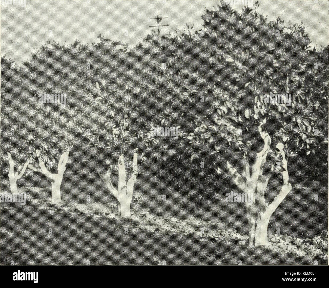 . Citrus fruit culture. Fruit-culture; Citrus fruits. 24 WORKING-OVER ...