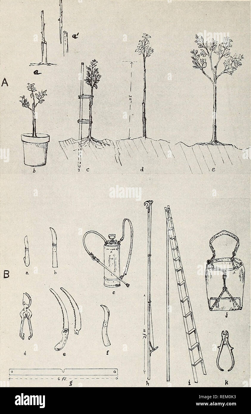 Long handled tree pruner hi-res stock photography and images - Alamy