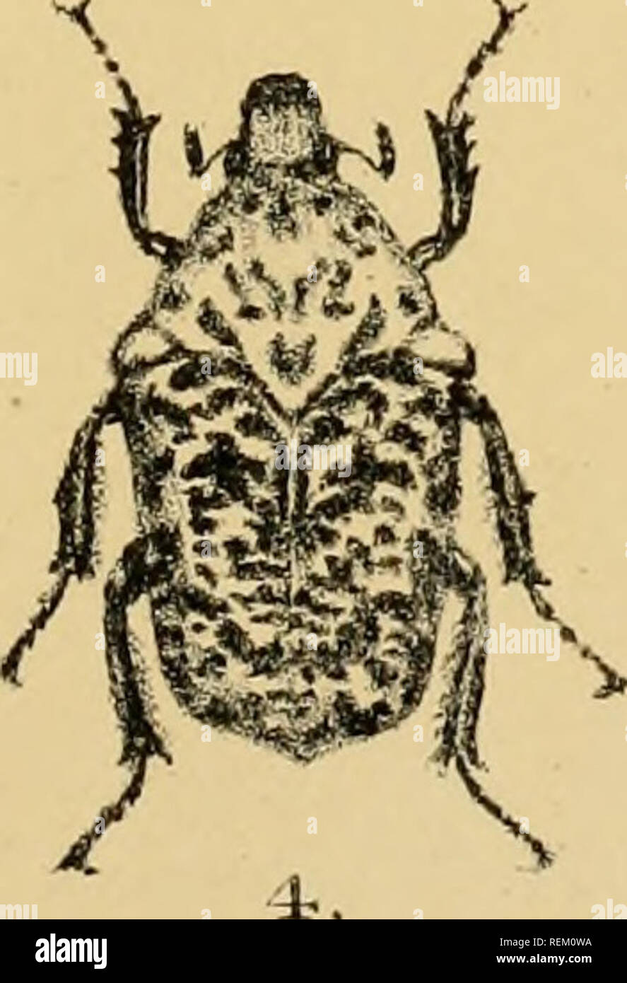 . Cistula entomologica. Entomology. . Please note that these images are ...