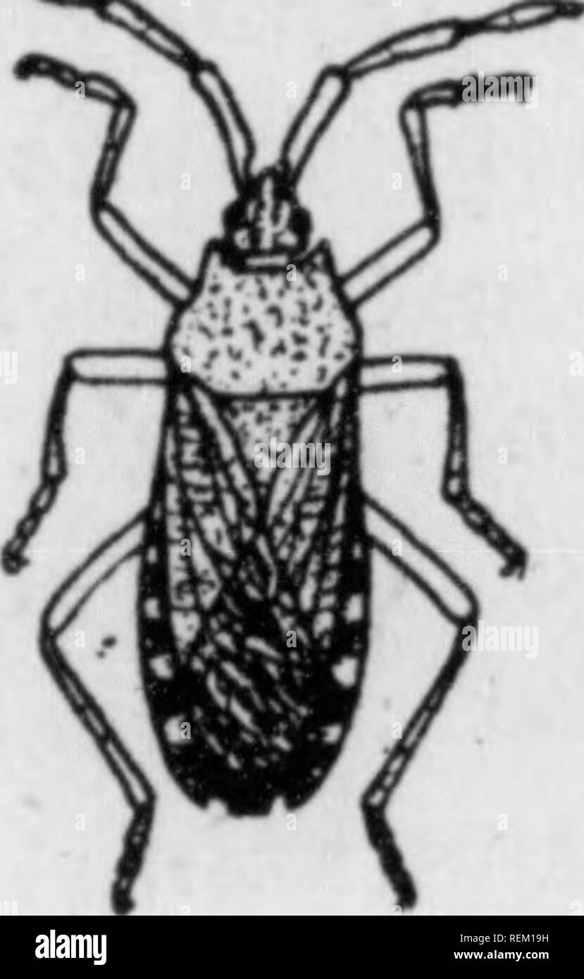 Checkered beetles Black and White Stock Photos & Images - Alamy