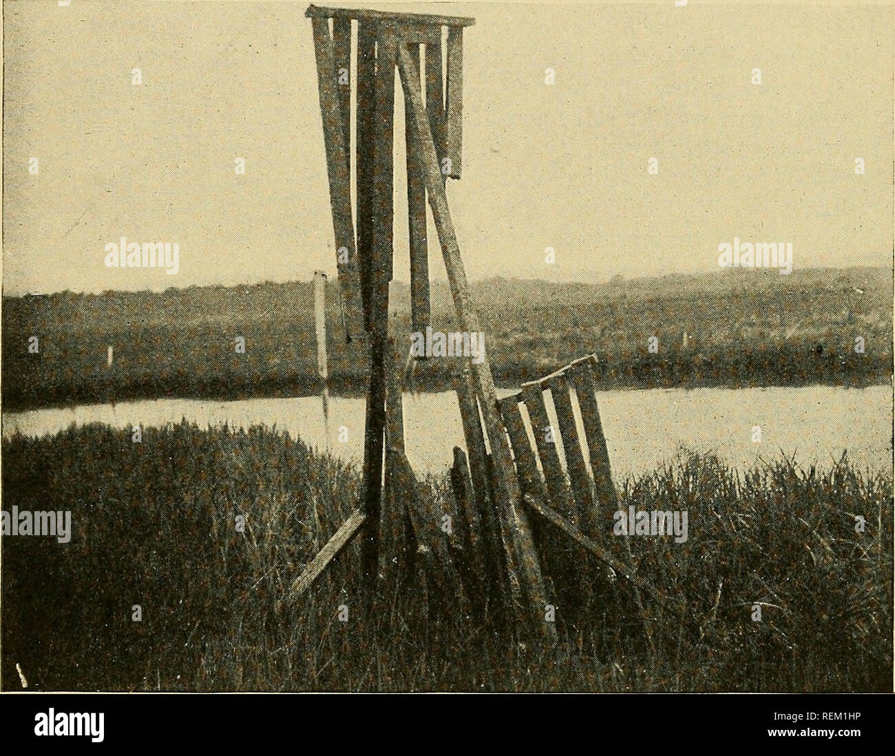 . Circular. Agriculture; Agriculture; Entomology. The European Pile ...