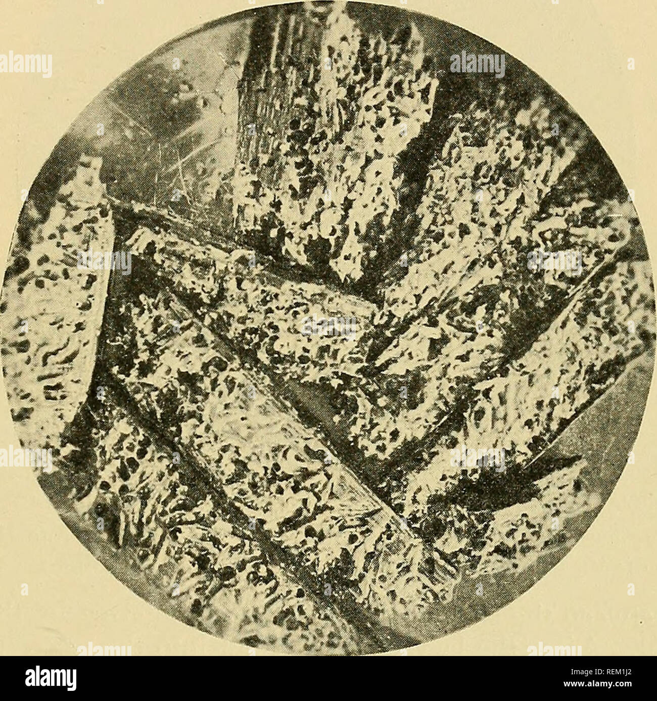 Marine borer hi-res stock photography and images - Alamy