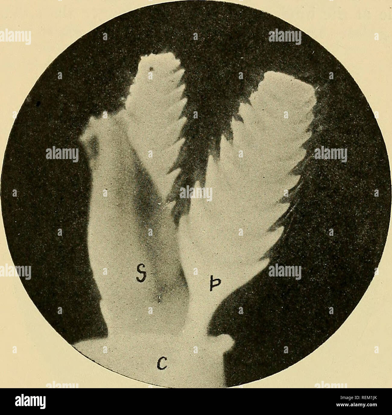 Teredo worm hi-res stock photography and images - Alamy