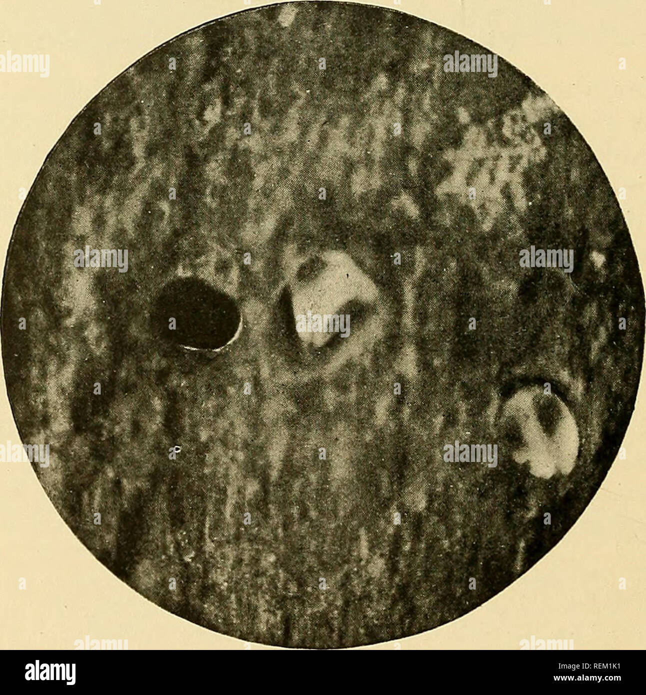 Teredo navalis wood hi-res stock photography and images - Alamy