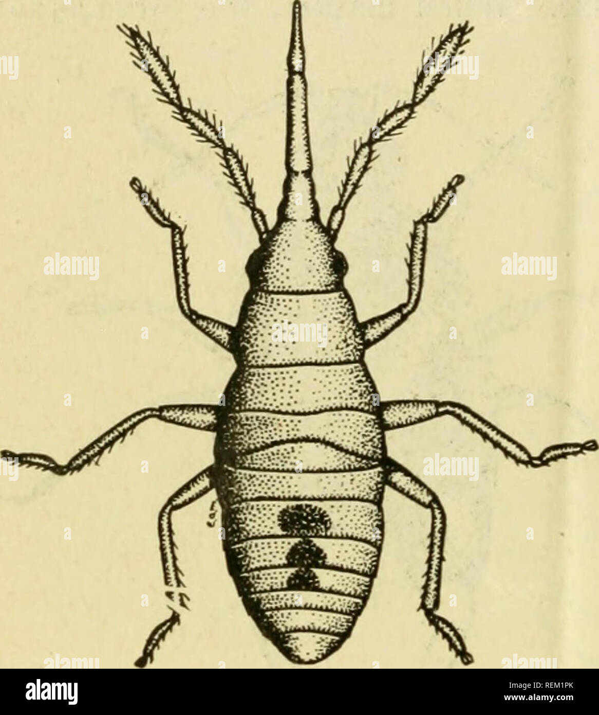 Thrips cotton hi-res stock photography and images - Alamy