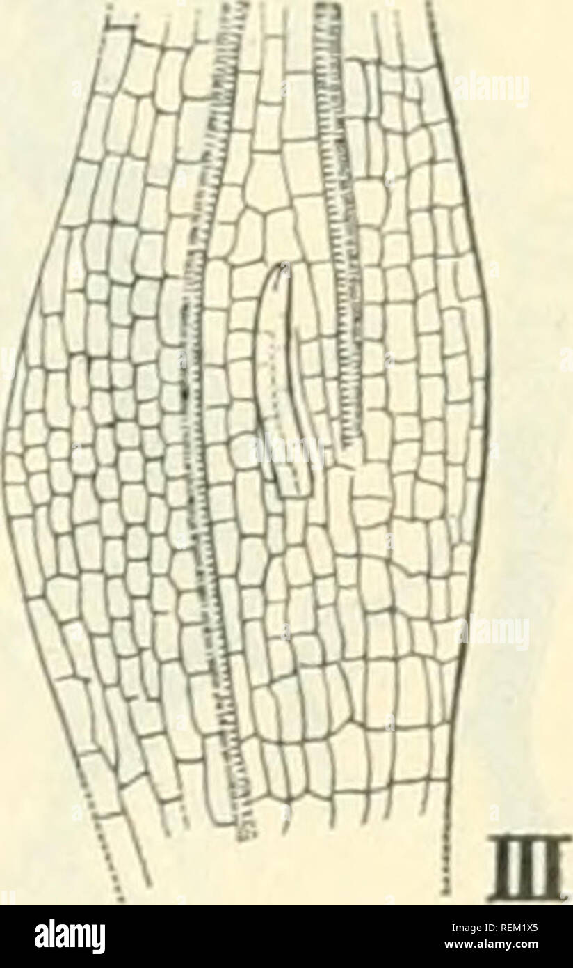 . Circular. Agriculture; Agriculture -- United States. Fig. 12.—Root ...