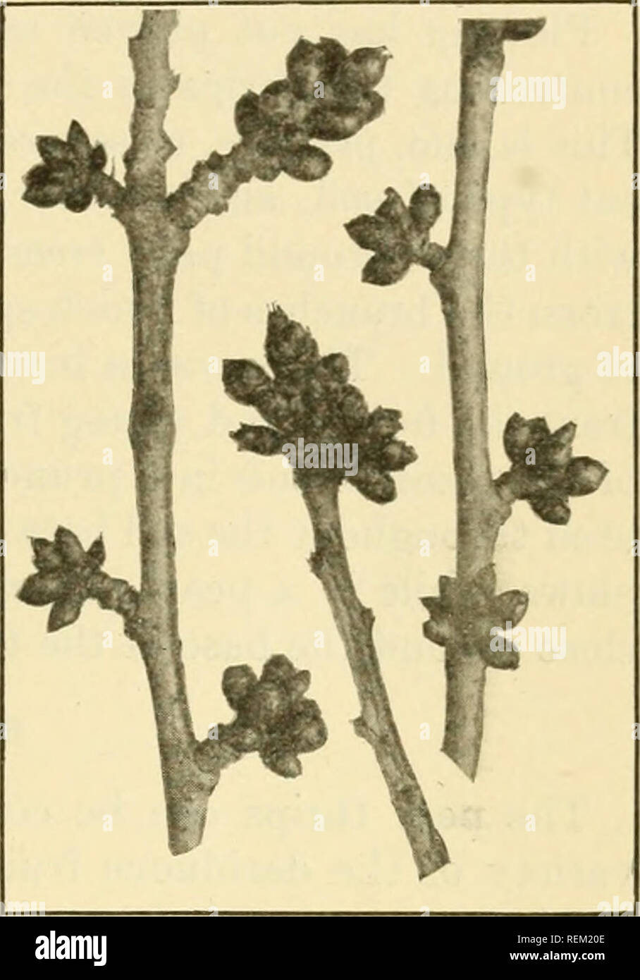 . Circular. Insect pests; Insect pests. HOW TO CONTROL THE PEAR THRIPS ...