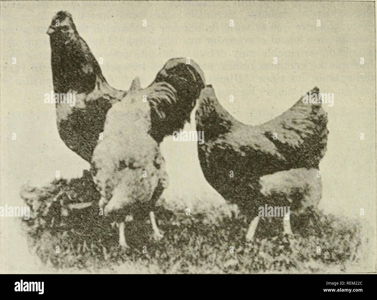 Razas de trabajo hi-res stock photography and images - Alamy