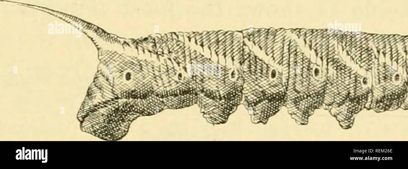 . Circular. Insect pests; Insect pests. METHODS OF CONTROLLING TOBACCO ...