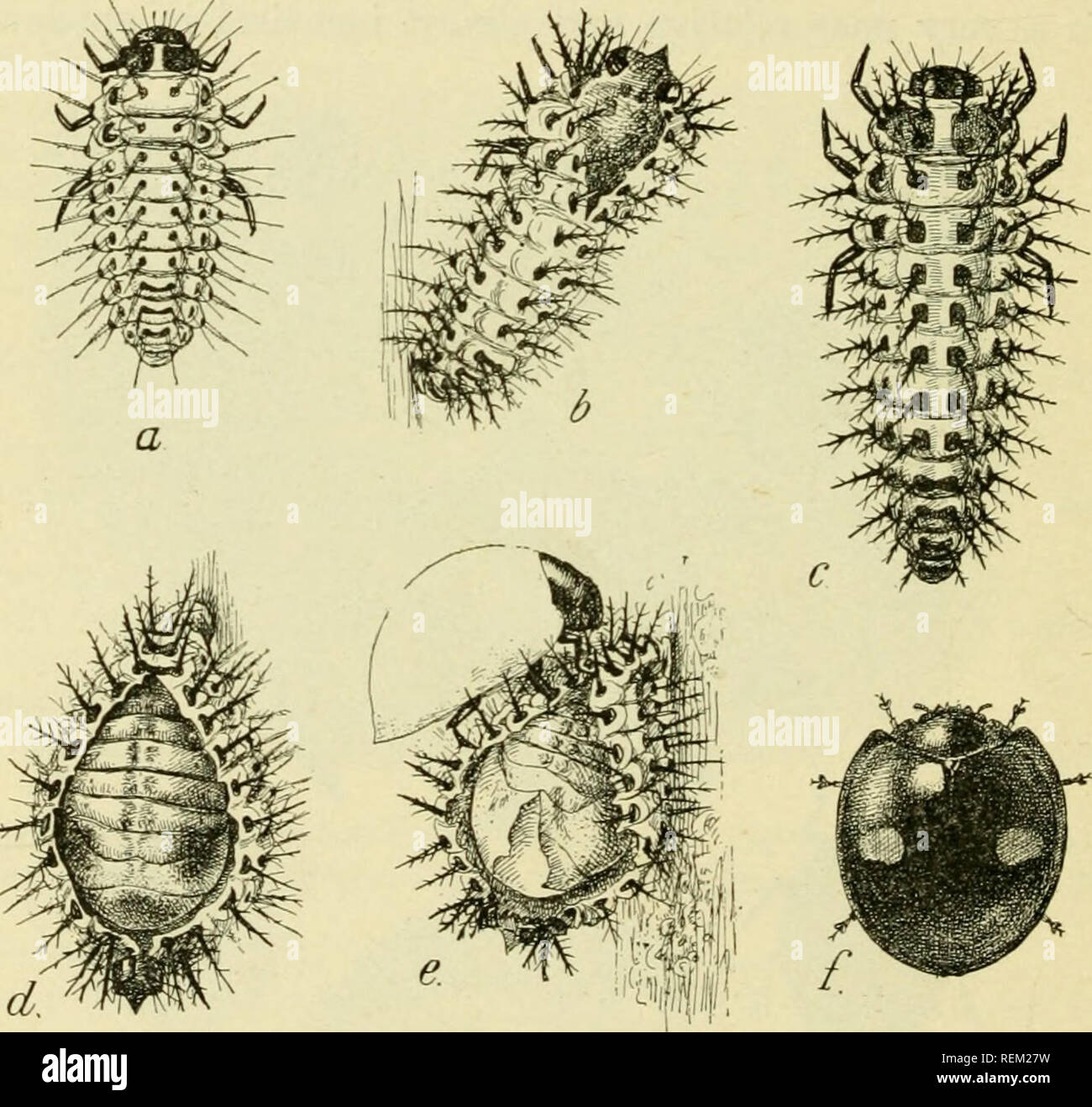 . Circular. Insect pests; Insect pests. 10 the resulting grubs ...