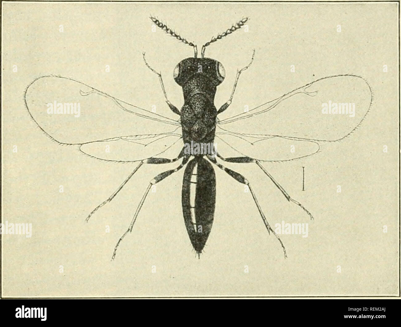 . Circular. Insect pests; Insect pests. 13 I saw Doctor Gilchrist, the ...