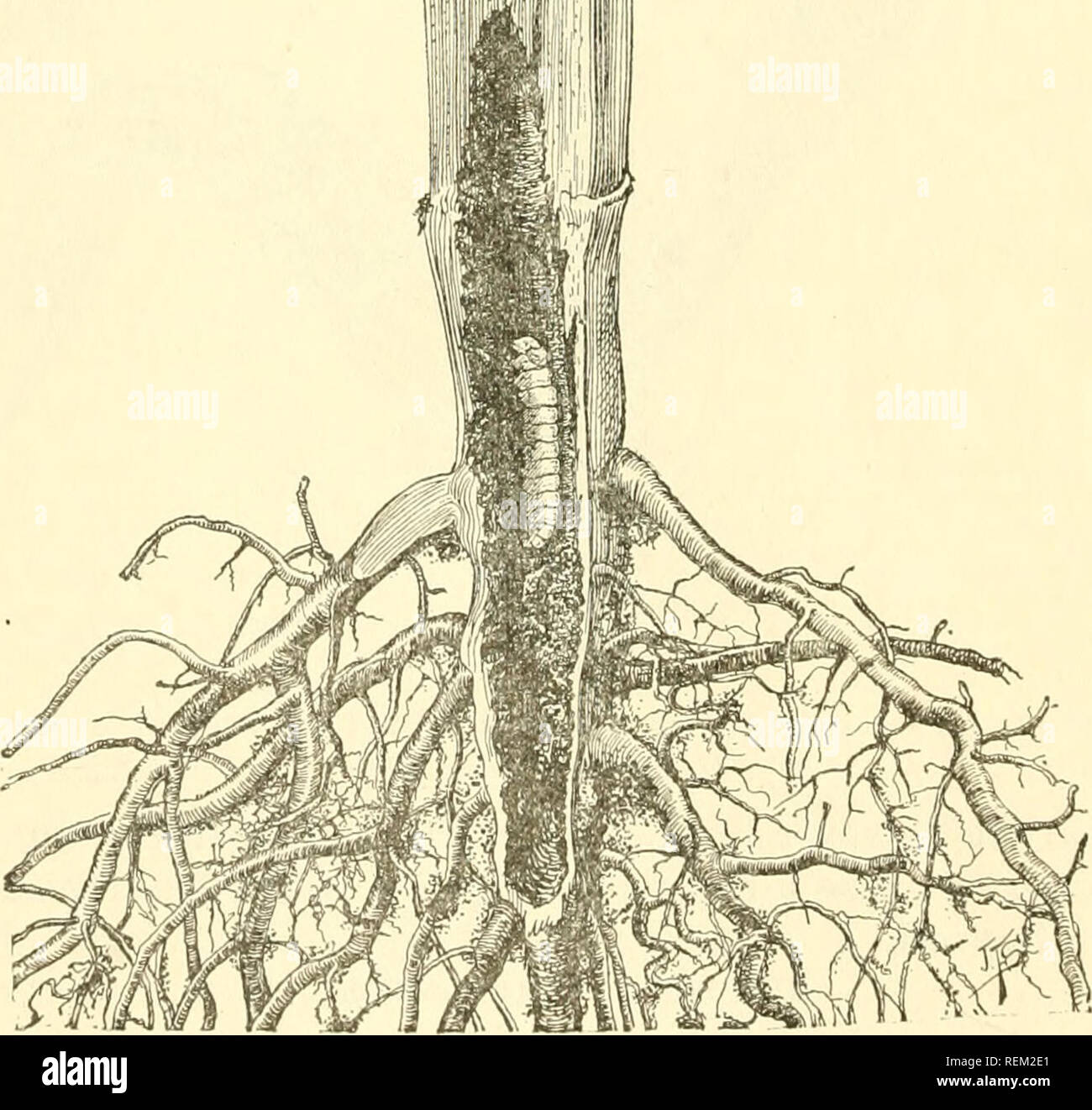 Stalk borer larva hi-res stock photography and images - Alamy