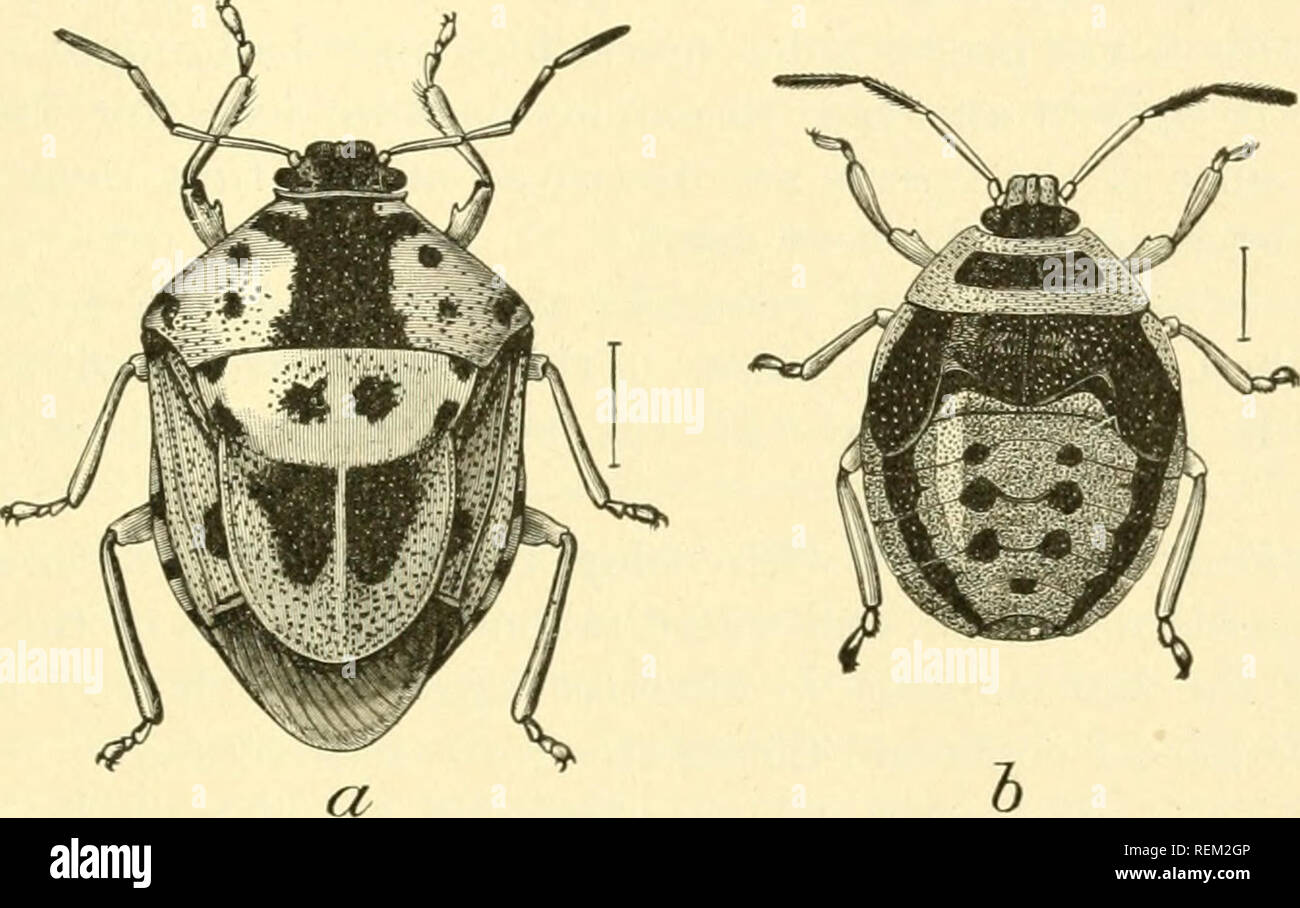 Prescott insects hi-res stock photography and images - Alamy