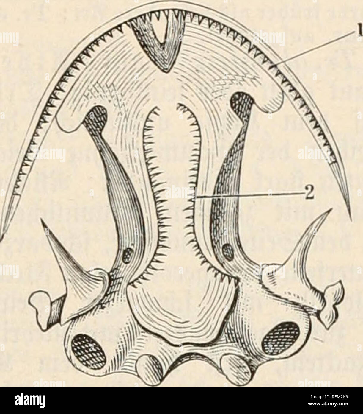 Wurfbain hi-res stock photography and images - Alamy