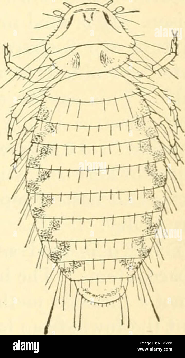 Hen feeler hi-res stock photography and images - Alamy