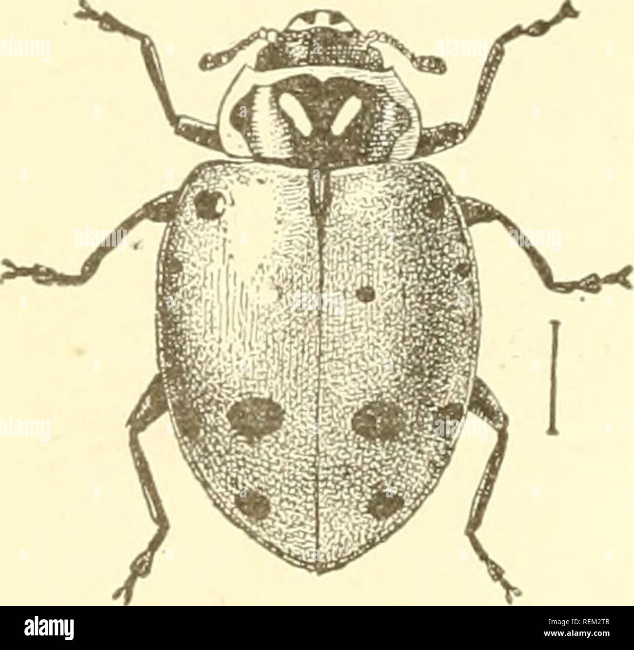 . Circular. Insect pests; Insect pests. 10