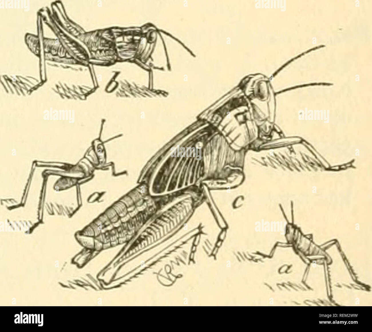 . Circular. Insect pests; Insect pests. Fig. 2.âTwo-striped grasshopper ...