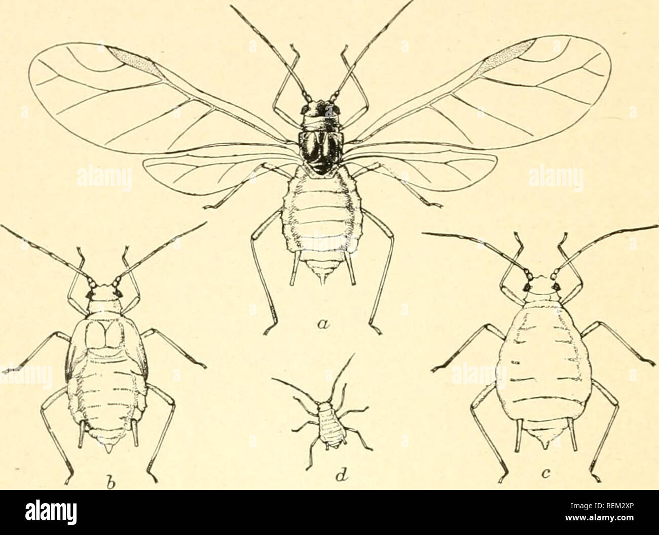 . Circular. Insect pests; Insect pests. 6 in the fall, oviposition ...