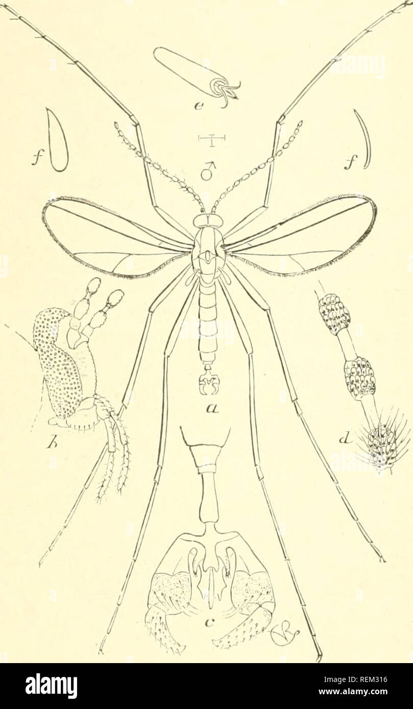 . Circular. Insect pests; Insect pests. (fig. 2) is reddish, with black ...