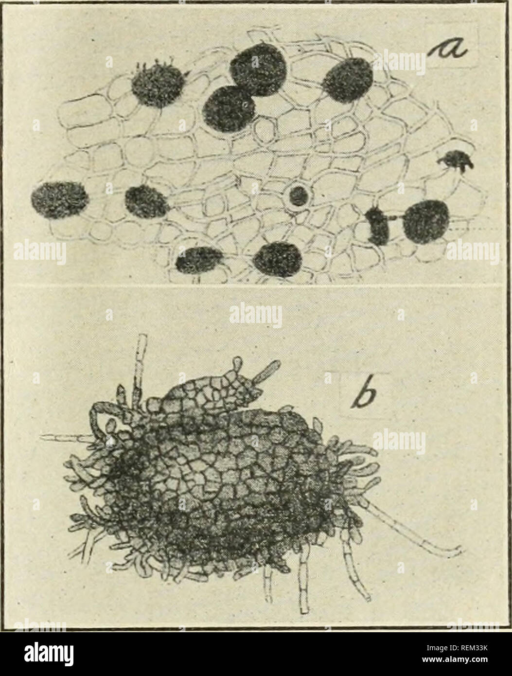 . Circular. Agriculture; Agriculture -- United States. SILVER SCURF, A ...