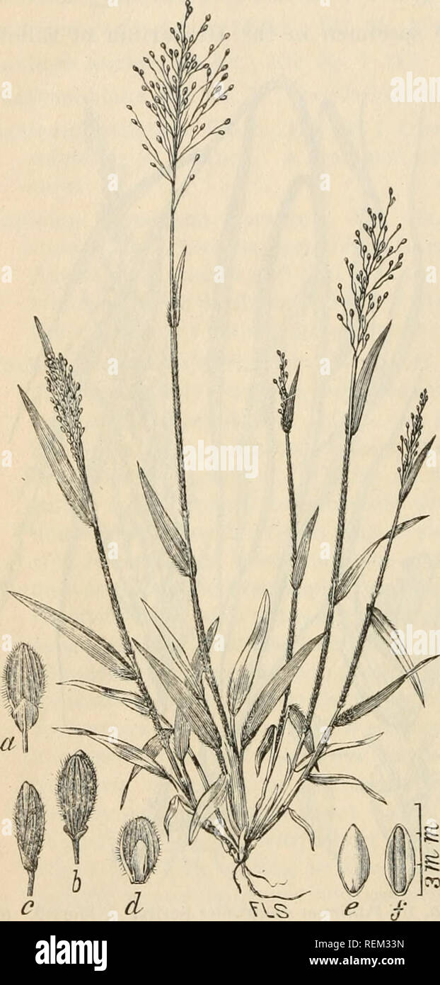 Panicum panicum sp hi-res stock photography and images - Alamy