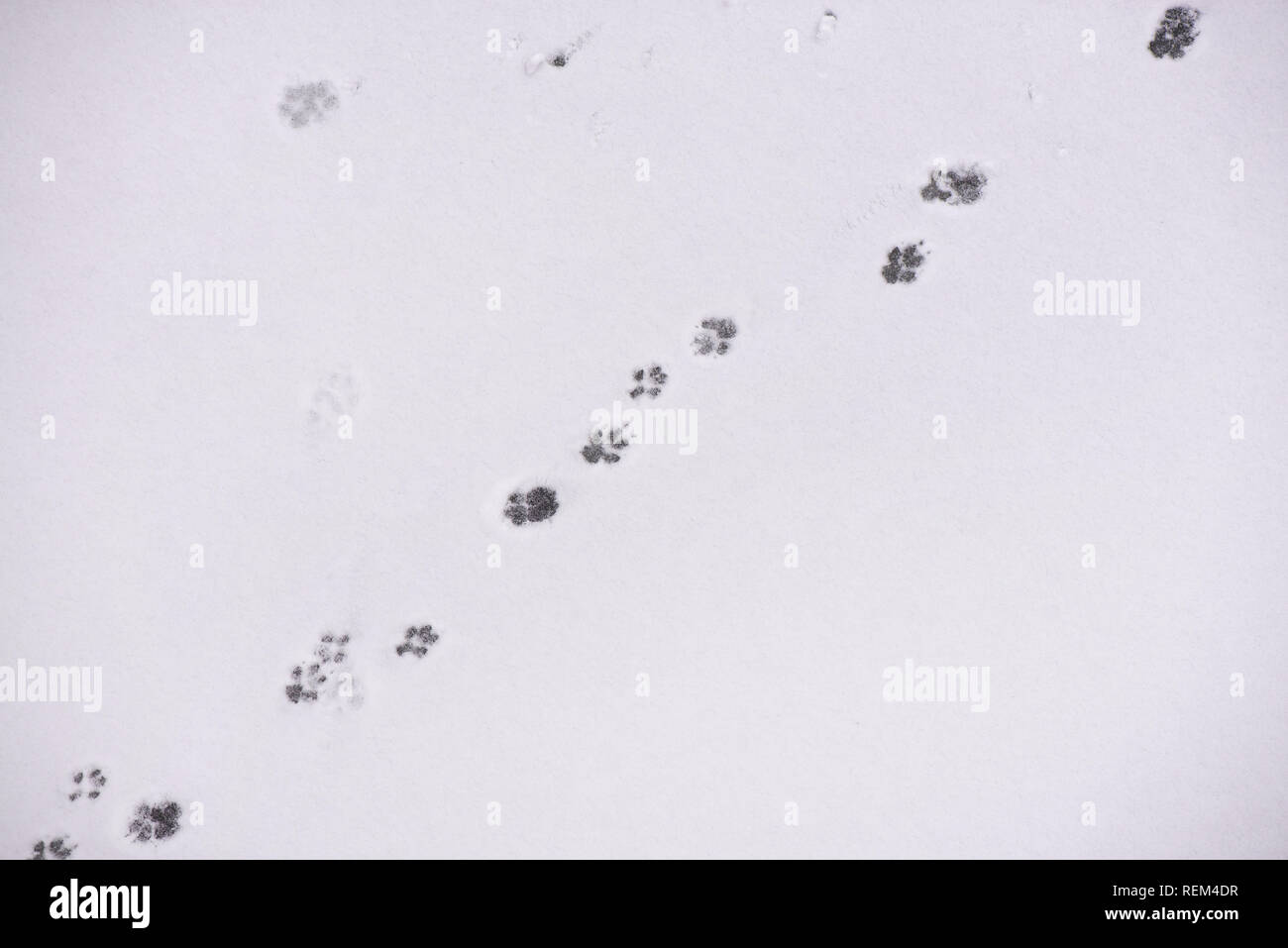 Moose footprint hi-res stock photography and images - Alamy