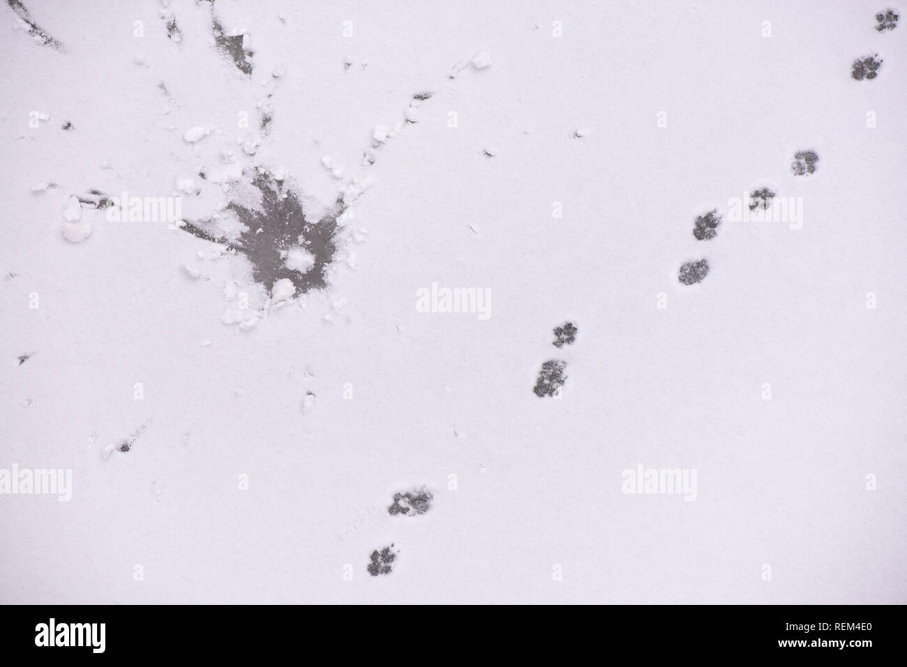 Traces of animals in snow. Deer, moose, wolf, fox, dog, cat paws ...