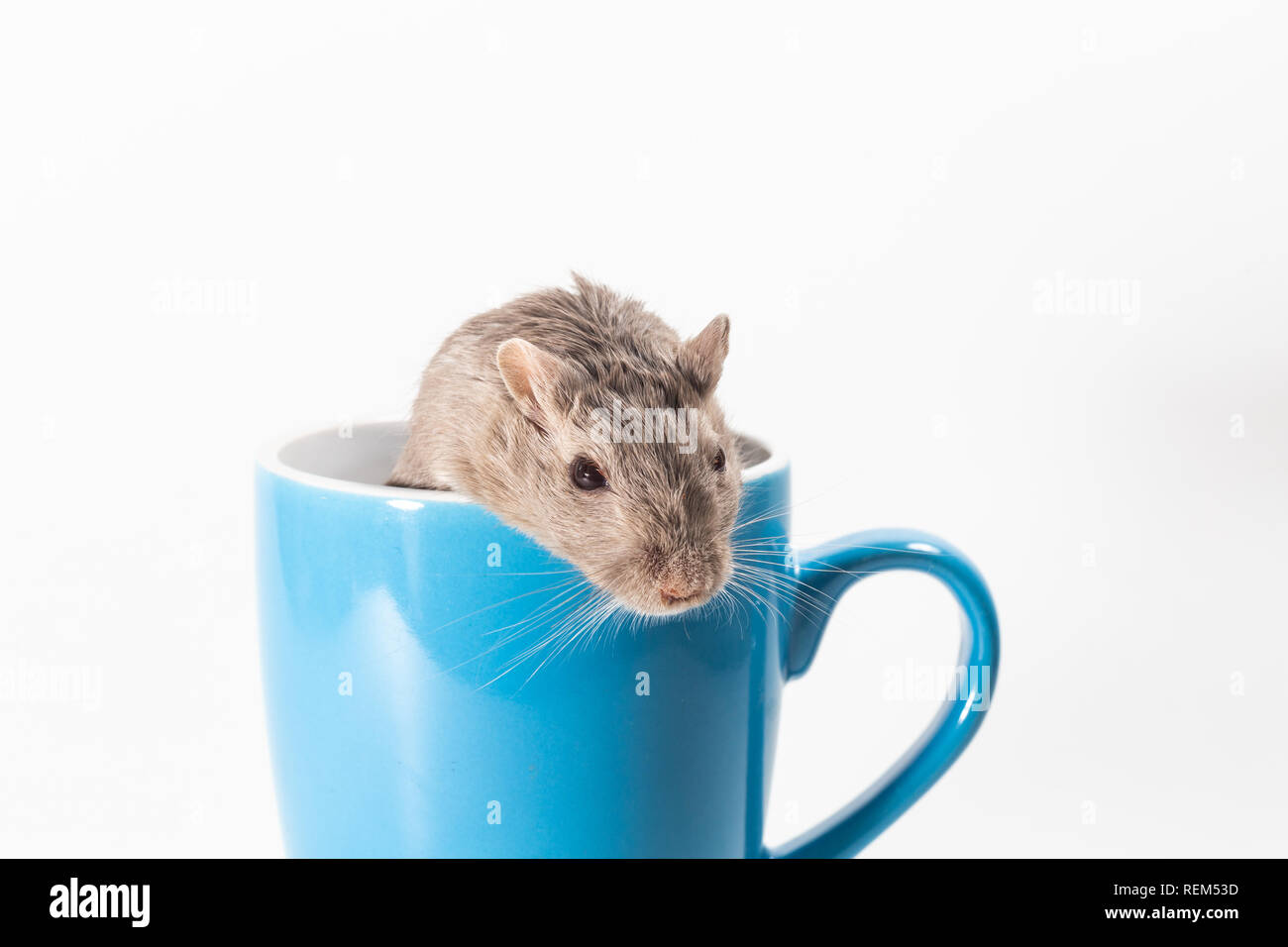 Litter Mongolian gerbil, Desert Rat on white background Stock Photo - Alamy