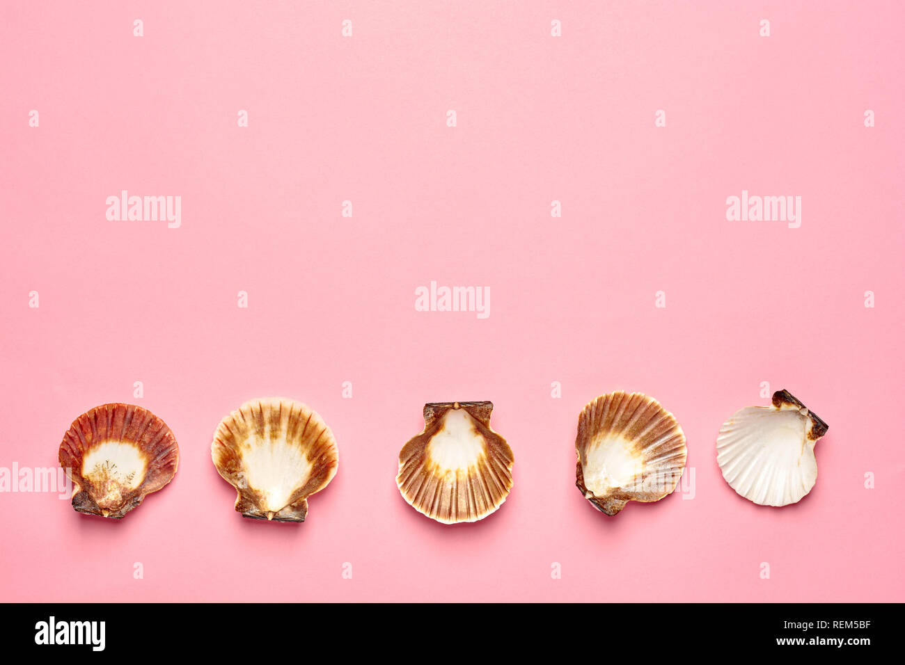Creative seashell on gradient pastel pink background. Summer flat lay ...