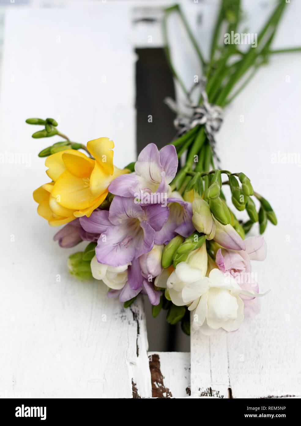 A simple tied posy of freesia flowers on a white wooden vintage crate ...